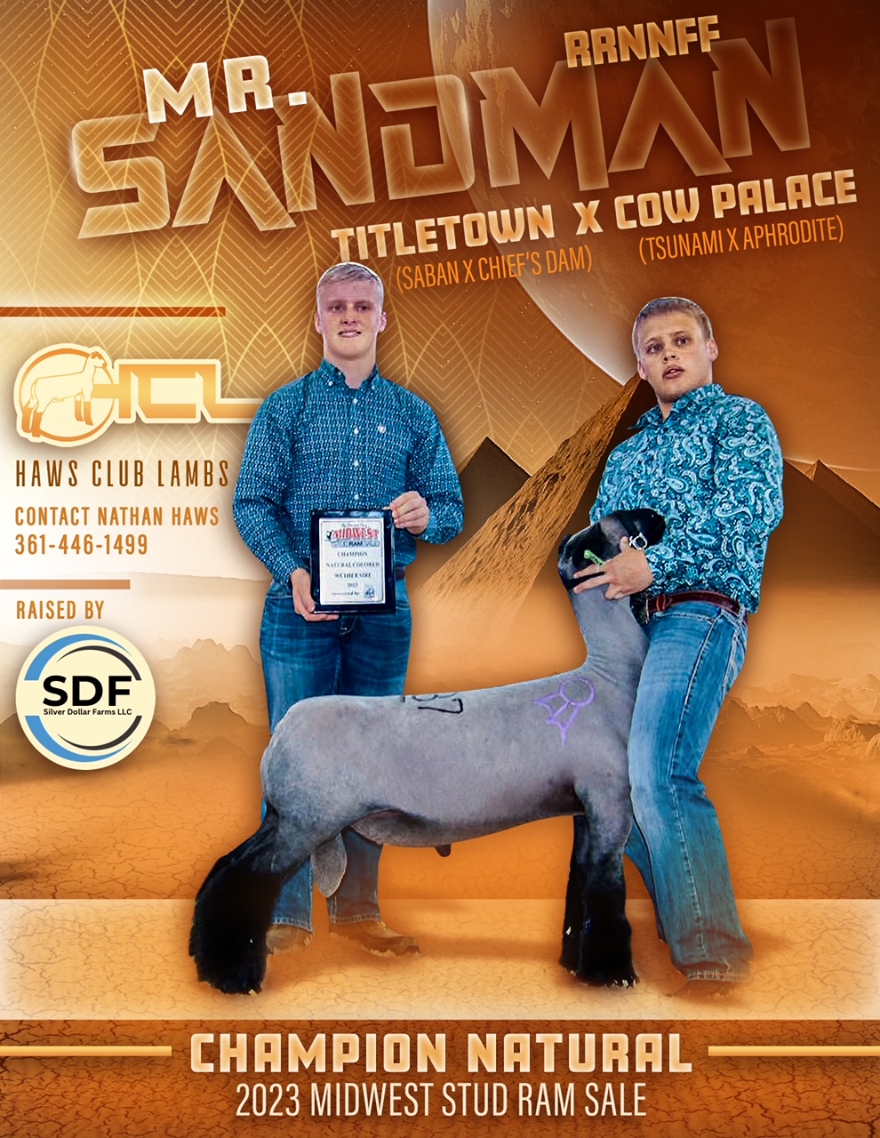 Medium Wool Sires - Haws Genetics & Club Lambs