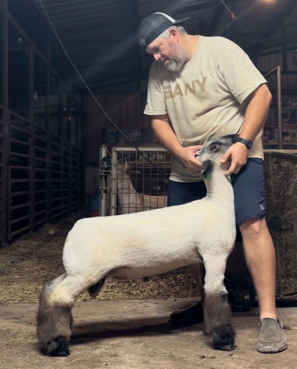 Medium Wool Sires - Haws Genetics & Club Lambs