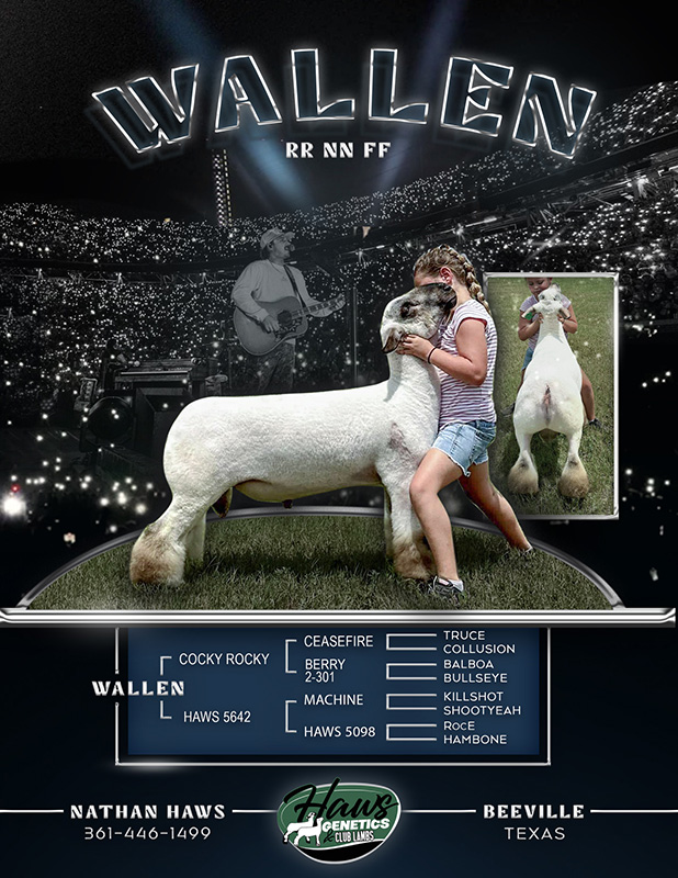 Medium Wool Sires - Haws Genetics & Club Lambs